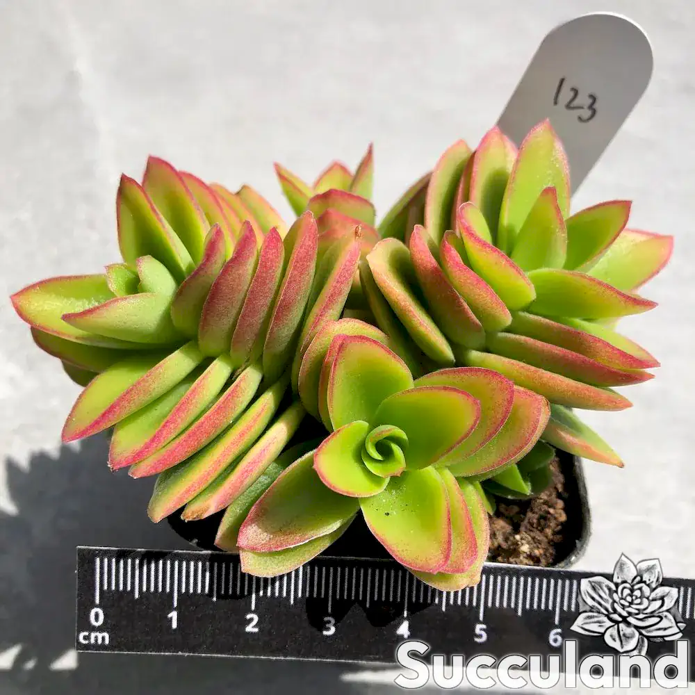 Crassula Capitella 'Campfire' - Succuland