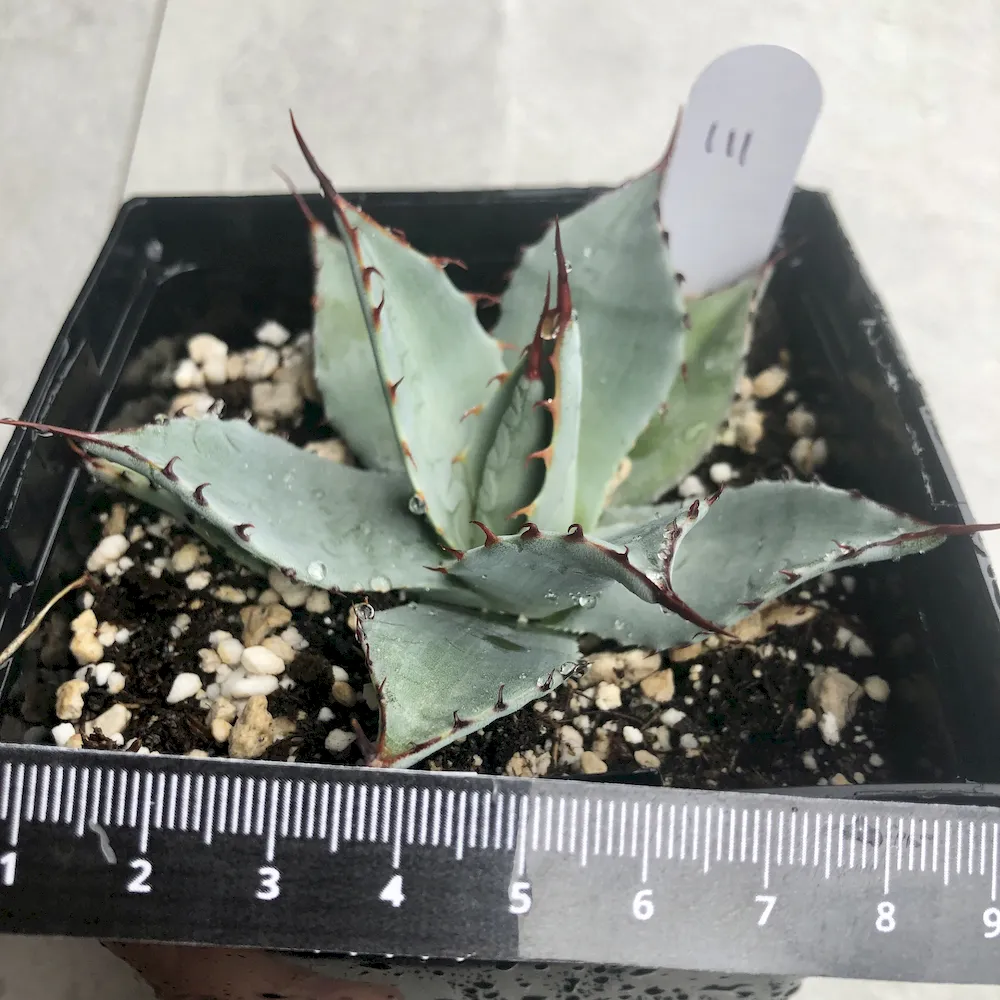 Agave Havardiana (Cold Hardy) - Succuland